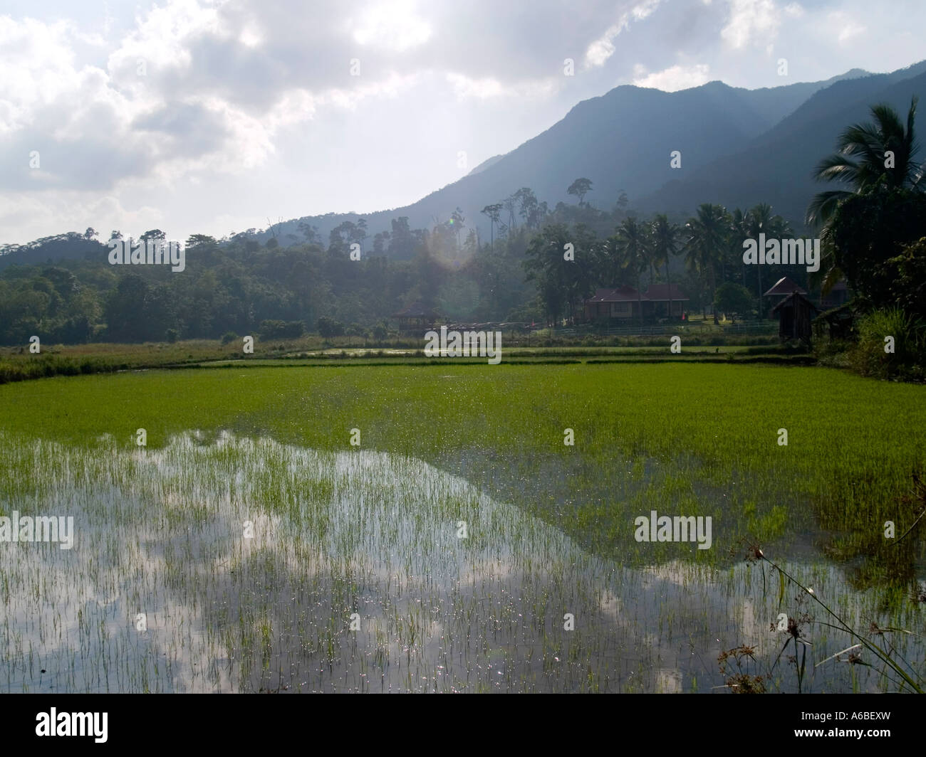 rural ricefield with afternoon sun reflections Palawan Philippines ...