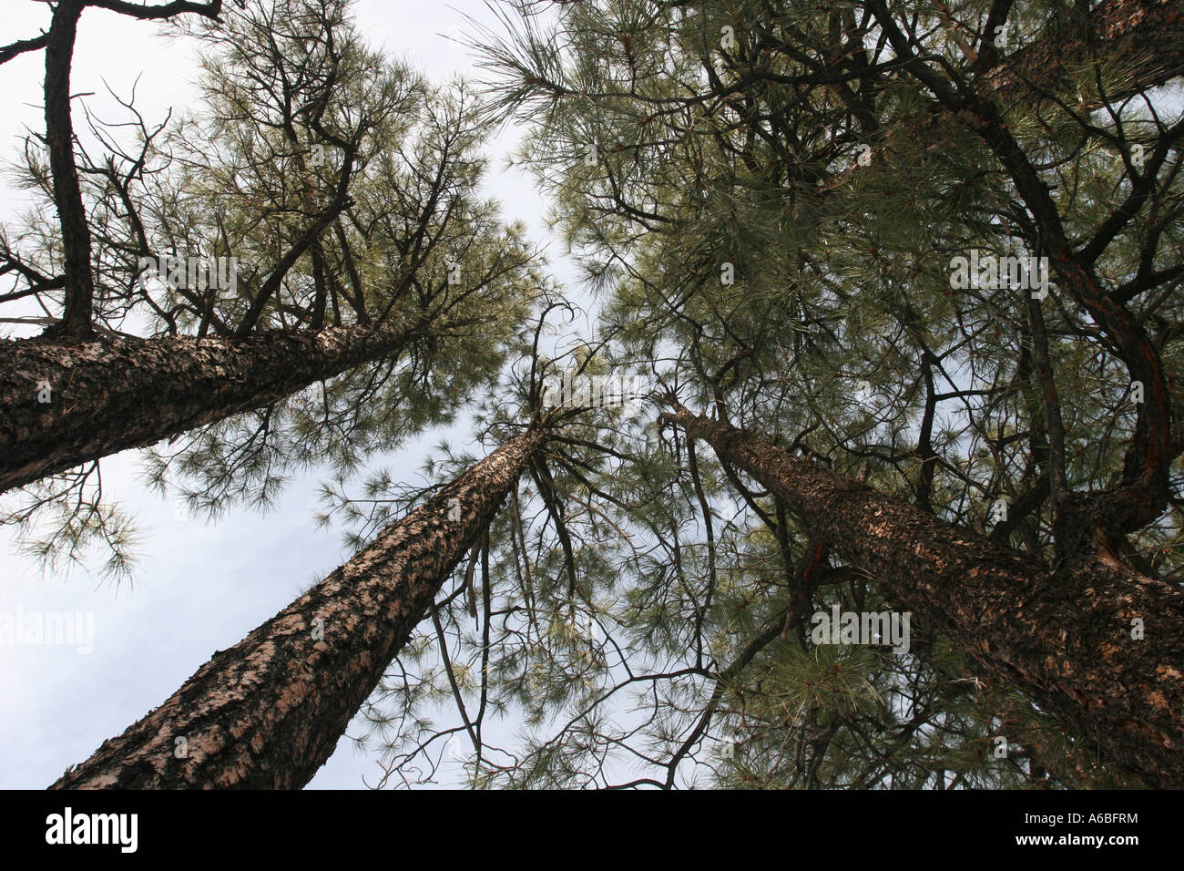 Pine trees at Lenox Crater Trail at Sunset Crater National park near ...