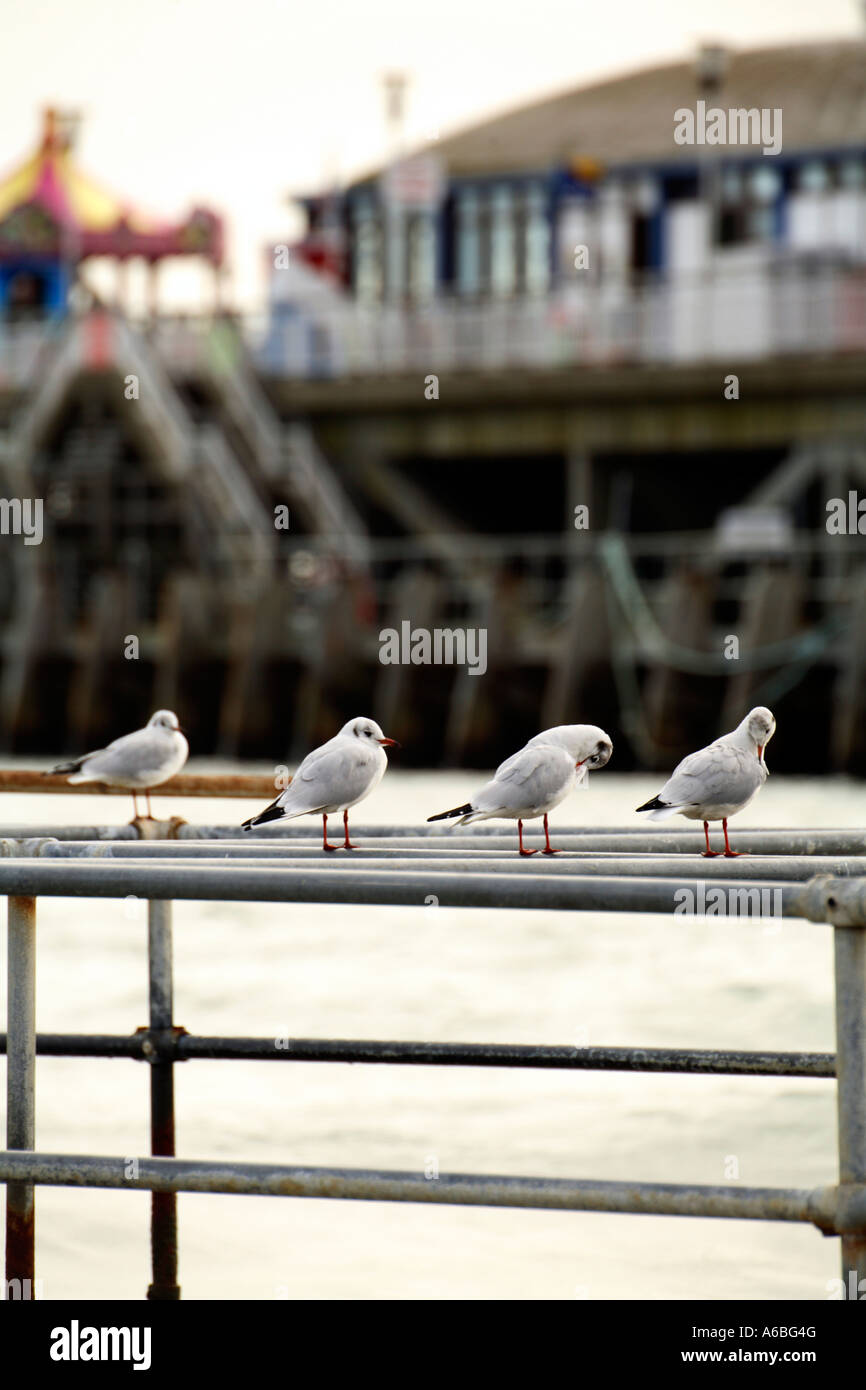 Four common seagulls perched on railings at Bournemouth beach with pier ...