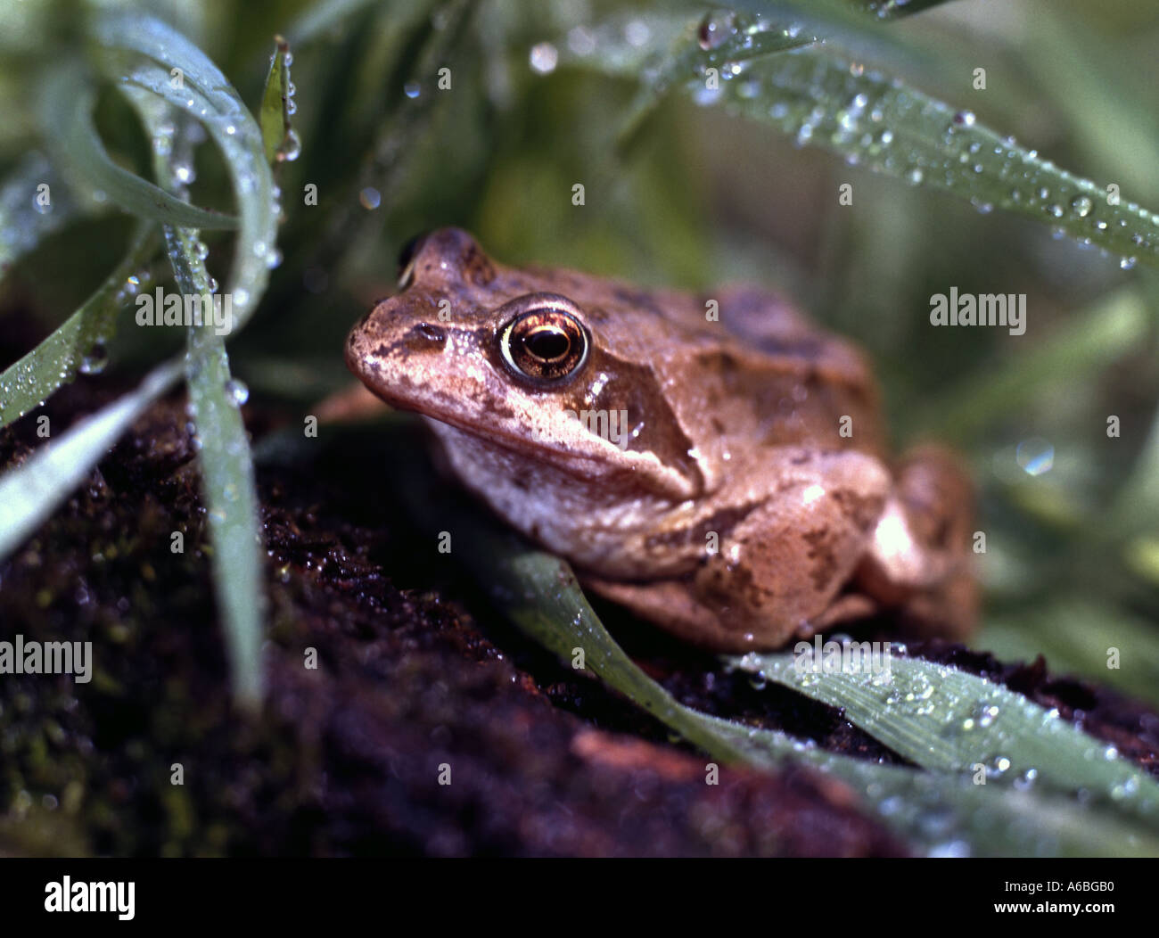 Common Frog Rana temporaria Stock Photo - Alamy