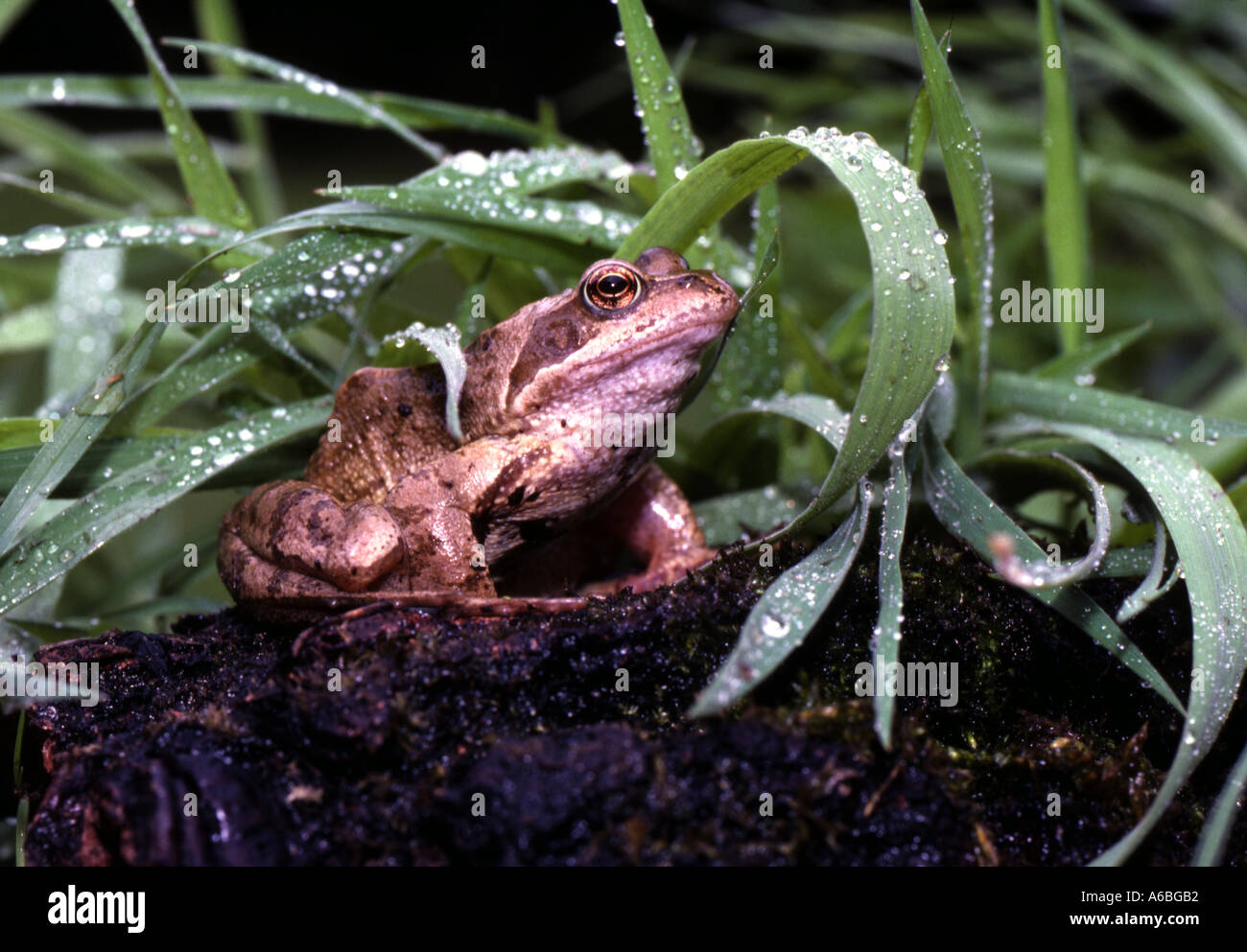 Common Frog Rana temporaria Stock Photo - Alamy