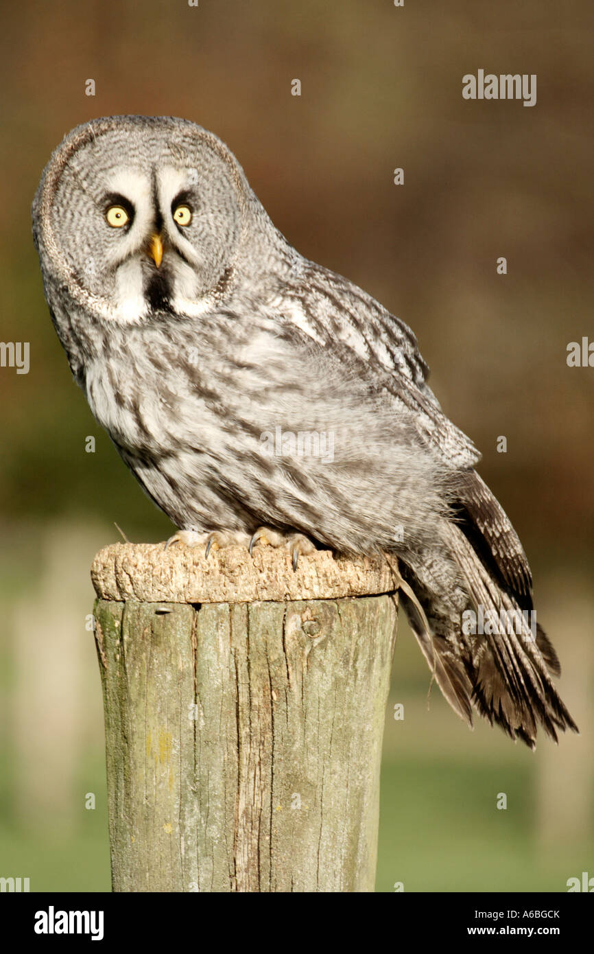Portrait of great gray owl on perch hi-res stock photography and images ...
