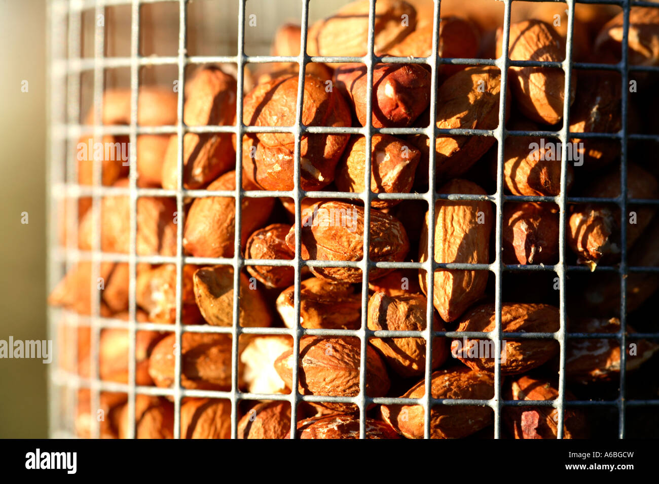 Close up of peanuts in wire mesh hanging bird feeder Stock Photo - Alamy