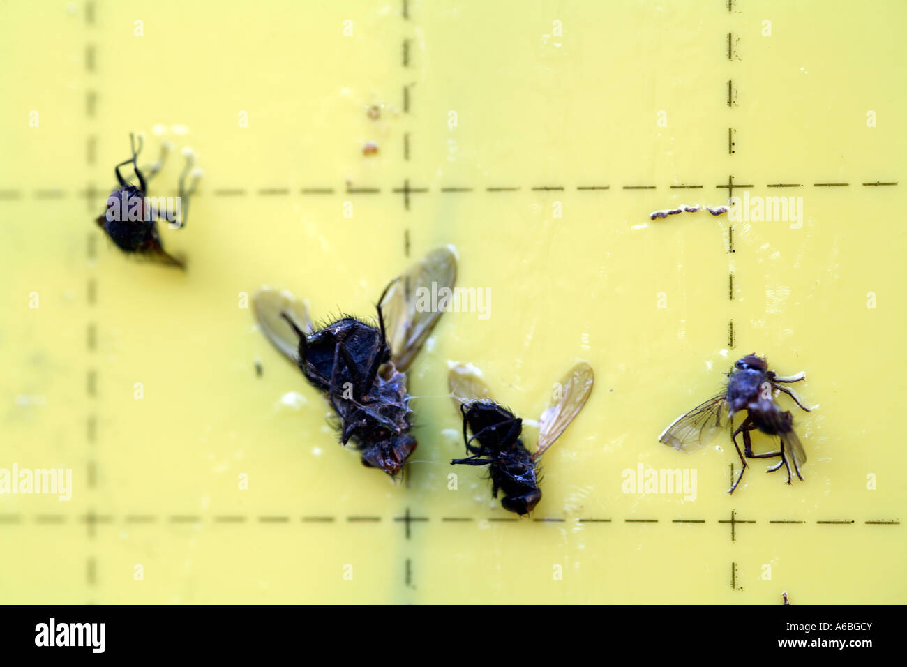 Insect dead flies sticky paper pest hi-res stock photography and images ...