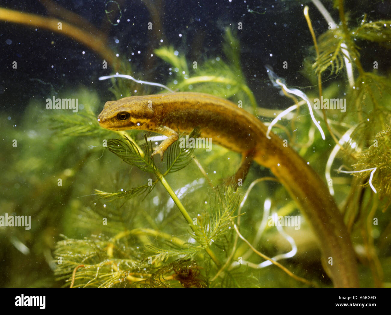 Newt Tank