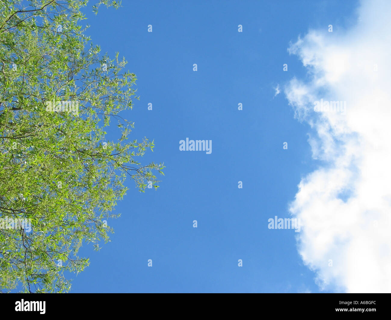 Leaves and Sky Stock Photo - Alamy