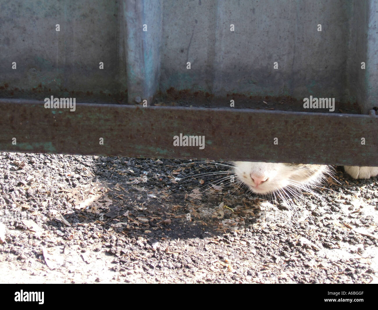 car peering under gate Stock Photo - Alamy