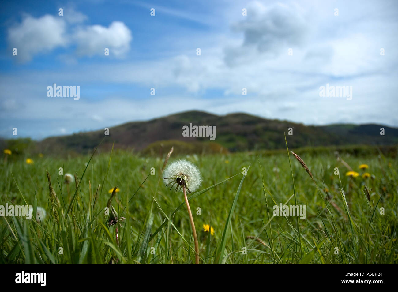 Lovely Welsh mountain side with wild flower meadow Stock Photo - Alamy