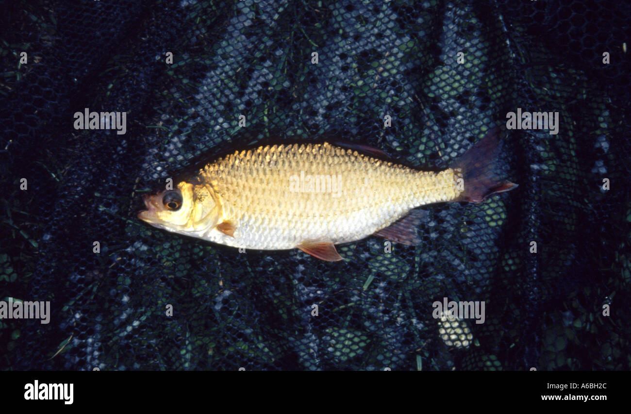 Rudd fresh water hi-res stock photography and images - Alamy