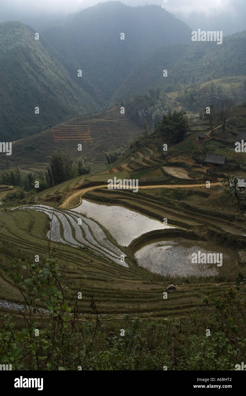 Rice terrace in Sapa North Vietnam Stock Photo - Alamy