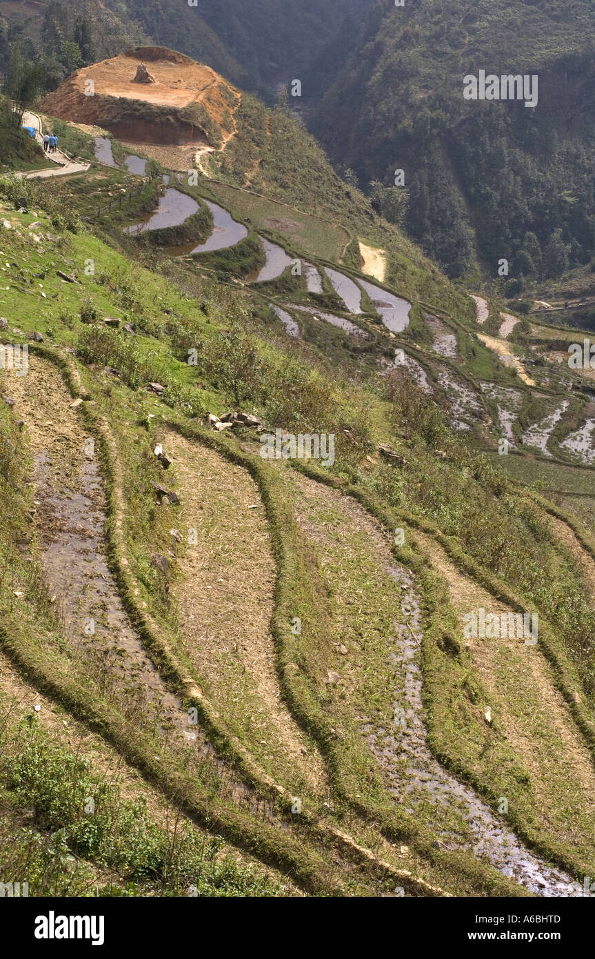 Rice terrace in Sapa North Vietnam Stock Photo - Alamy