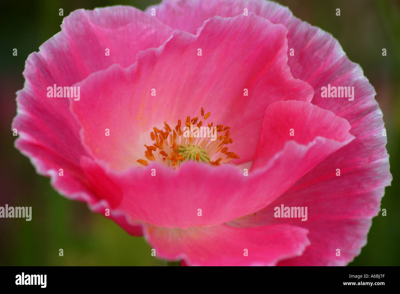Pink California Wildflower Stock Photo - Alamy