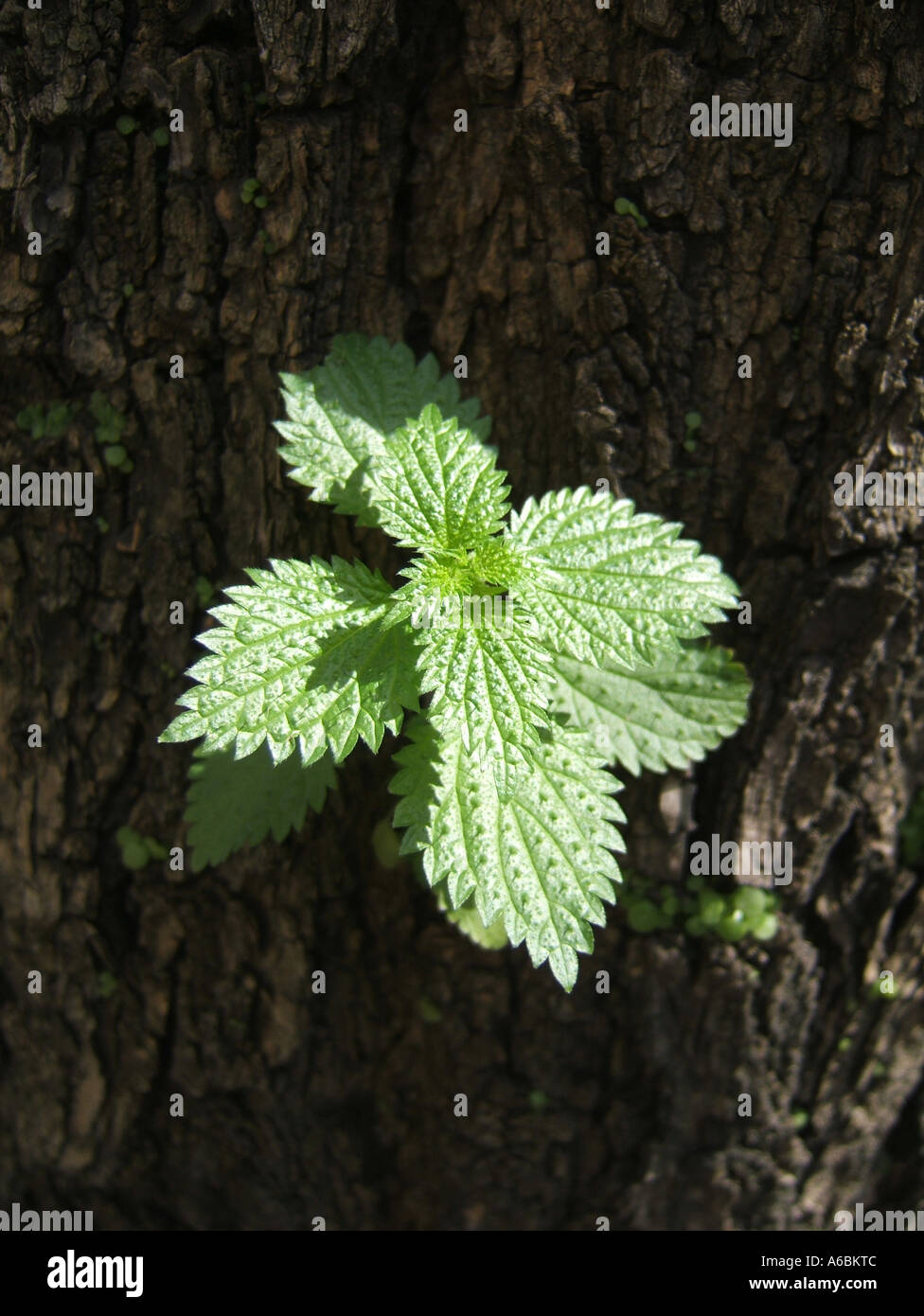 Nettles growing in the woods hi-res stock photography and images - Alamy