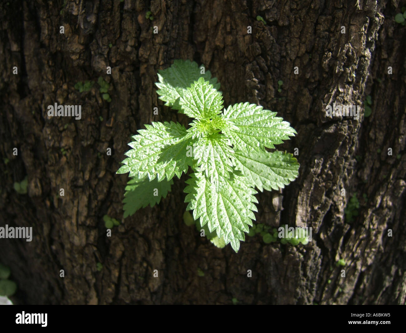 one nettle plant growing in tree bark Stock Photo - Alamy