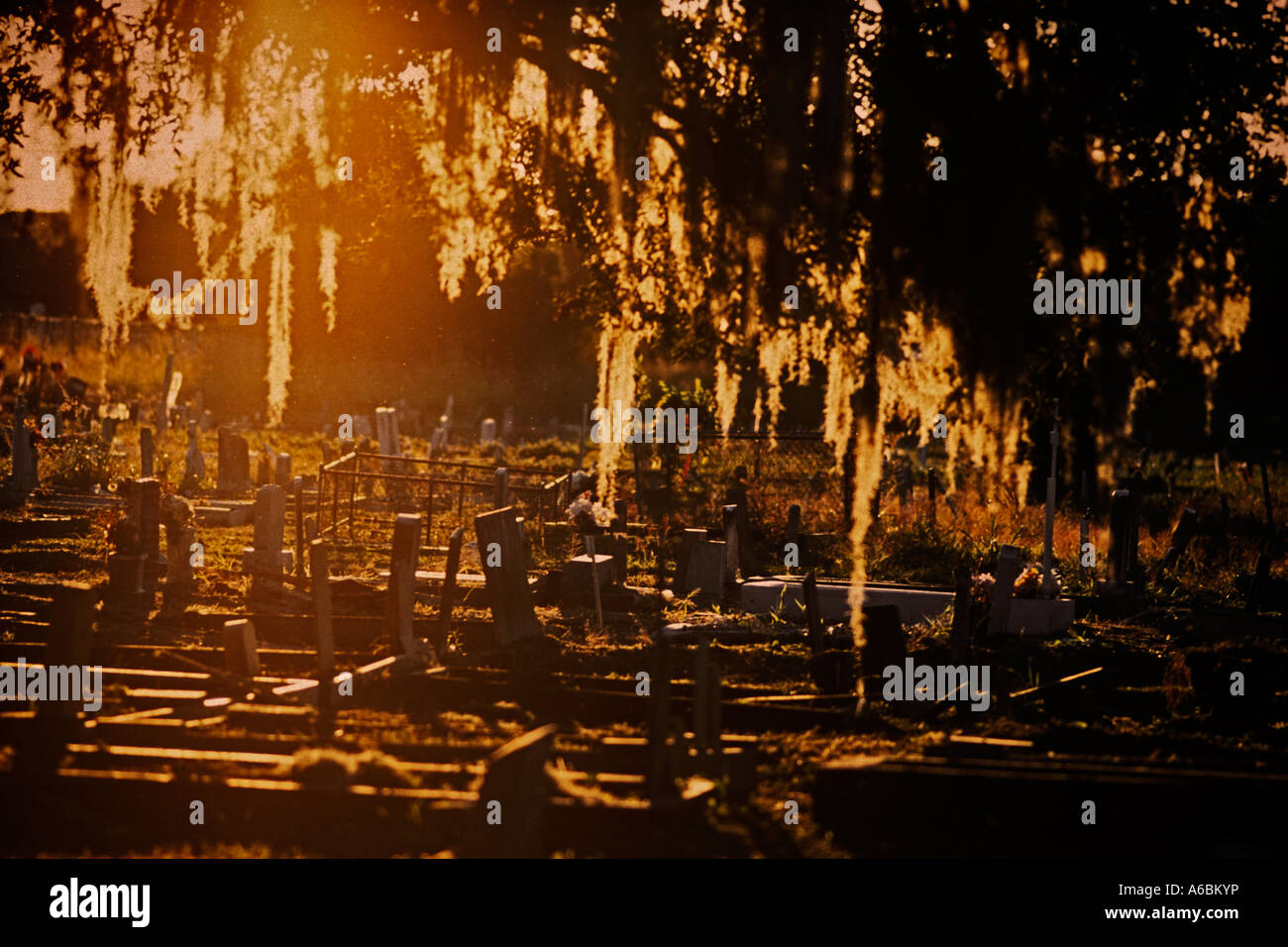 Swamp Moss at Overgrown Cemetery Stock Photo - Alamy