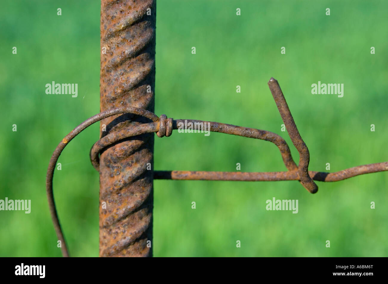 Tied to stake hi-res stock photography and images - Alamy