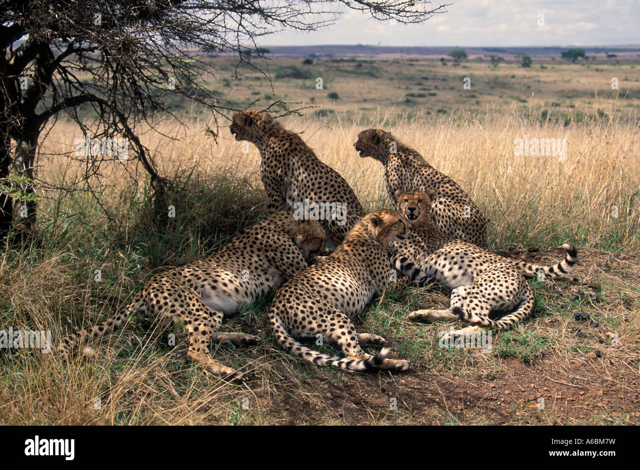 Cheetah (Acinonyx jubatus Stock Photo - Alamy