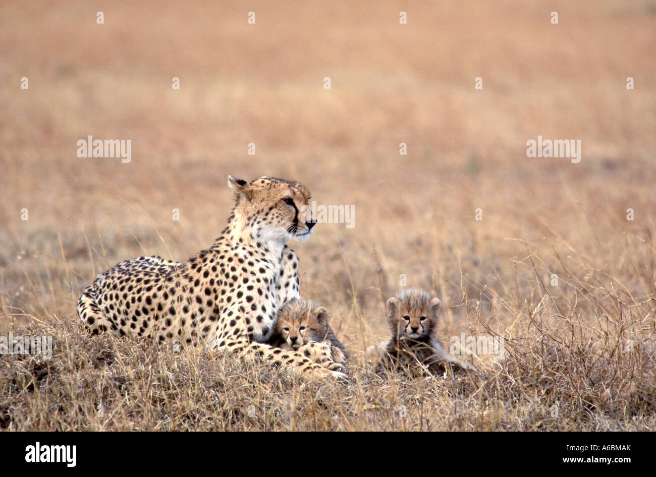Cheetah (Acinonyx jubatus Stock Photo - Alamy