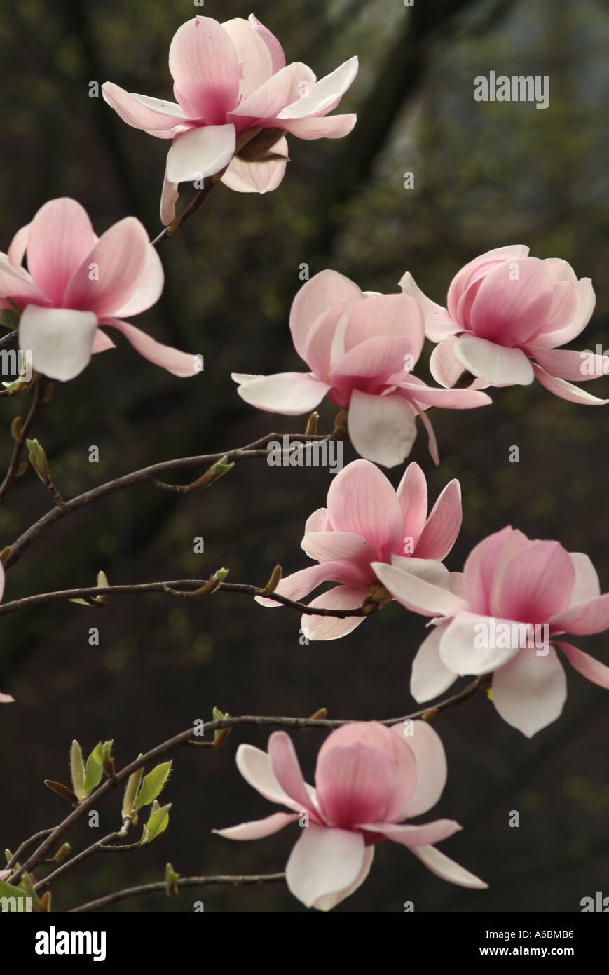 Pink magnolia flowers Magnolia grandiflora Stock Photo - Alamy