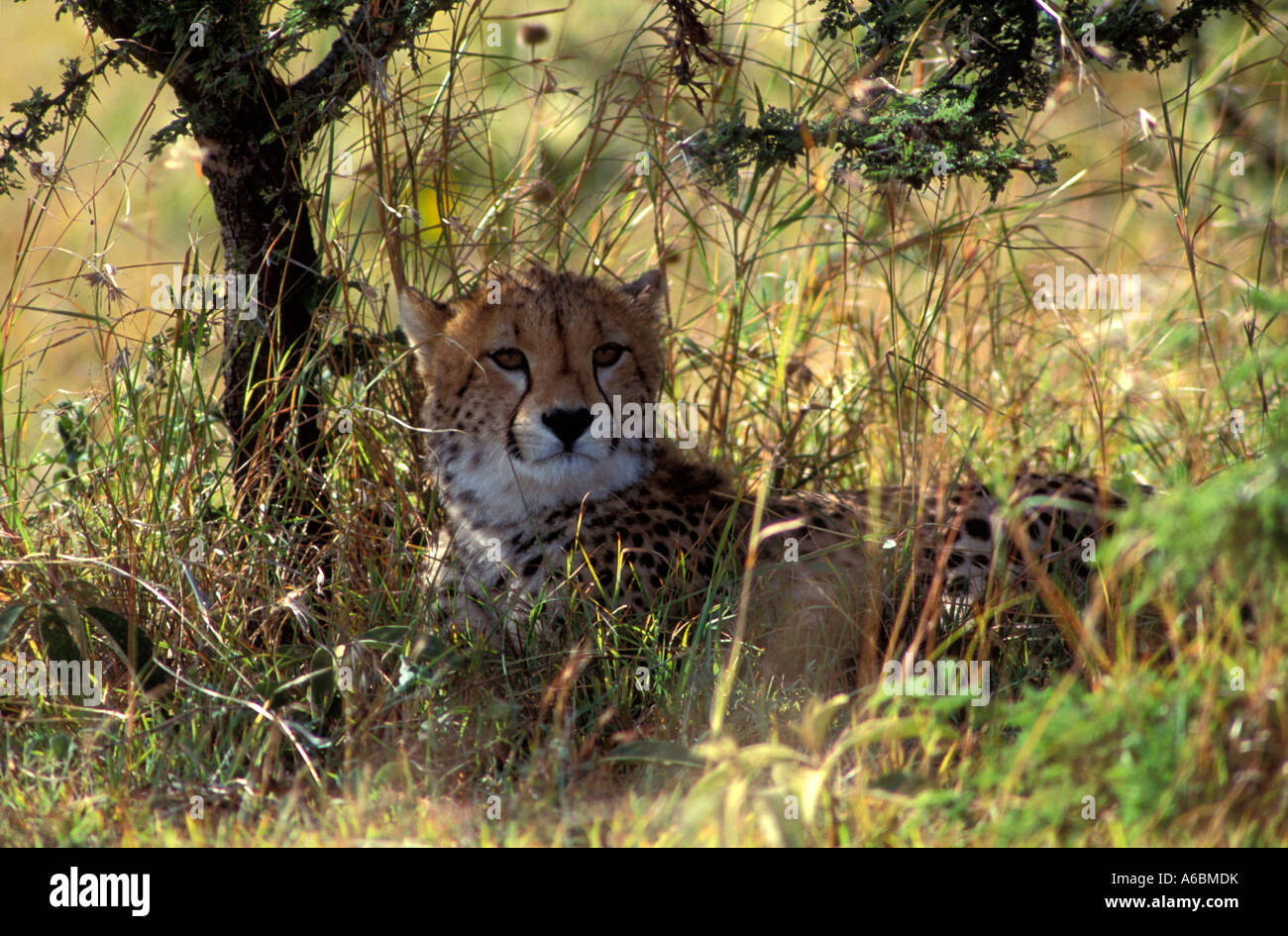 Cheetah (Acinonyx jubatus Stock Photo - Alamy