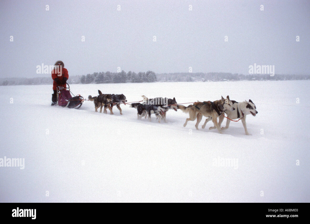 Dog sled on a frozen lake in Finland Stock Photo - Alamy