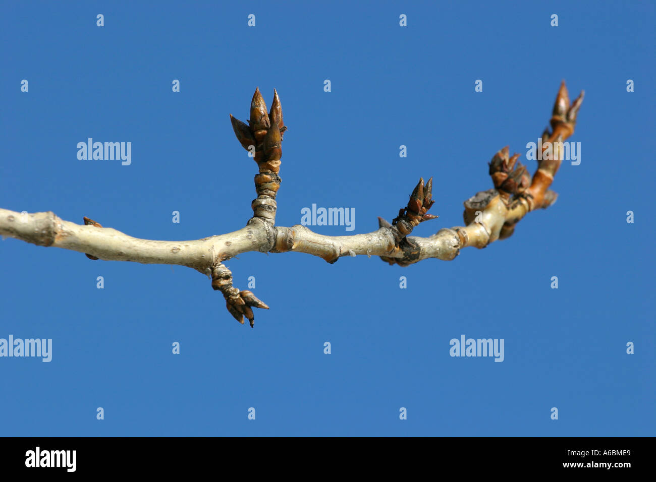 Poplar buds hi-res stock photography and images - Alamy