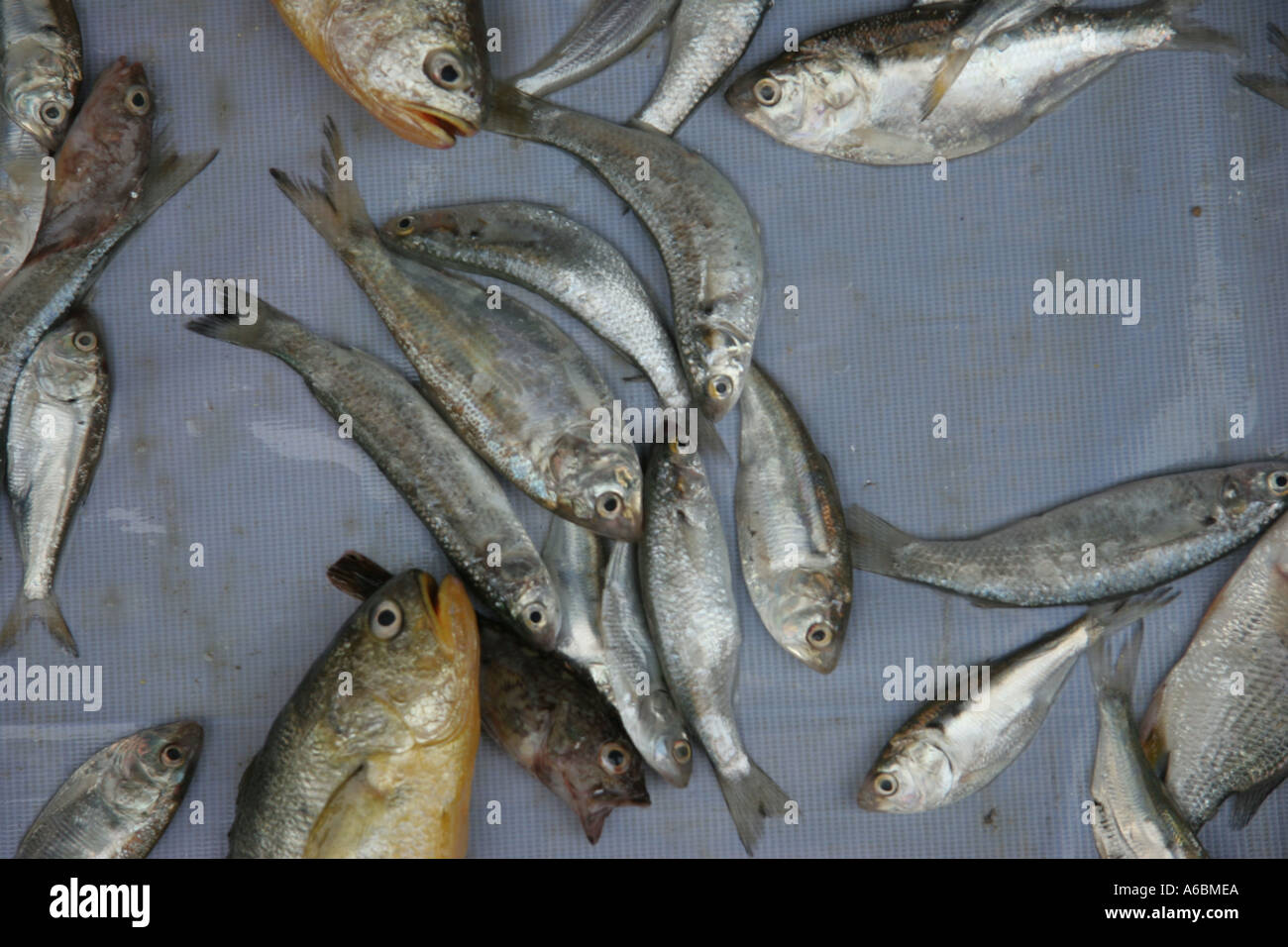 China Fresh Food Market Stock Photo - Alamy