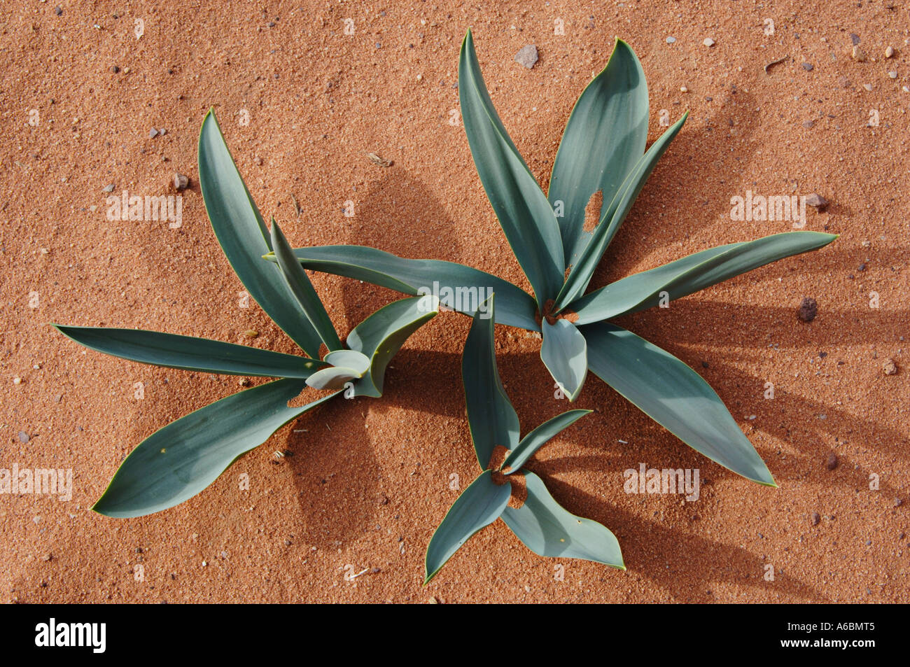 Non-blooming plants of Iris petrana or black iris, Jordan's national ...
