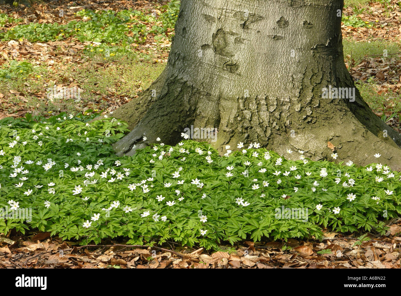 Wood anemone flowers and old beech tree trunk Anemone nemorosa Stock ...