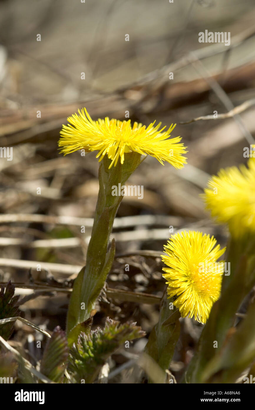 Coltsfoot flower hi-res stock photography and images - Alamy