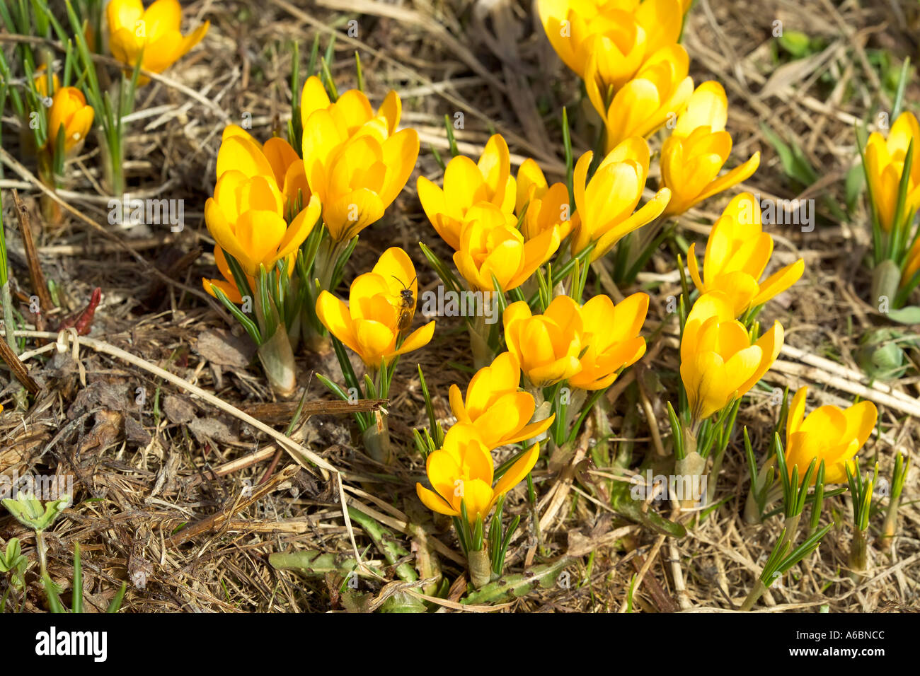 group of crocus flowers Stock Photo - Alamy