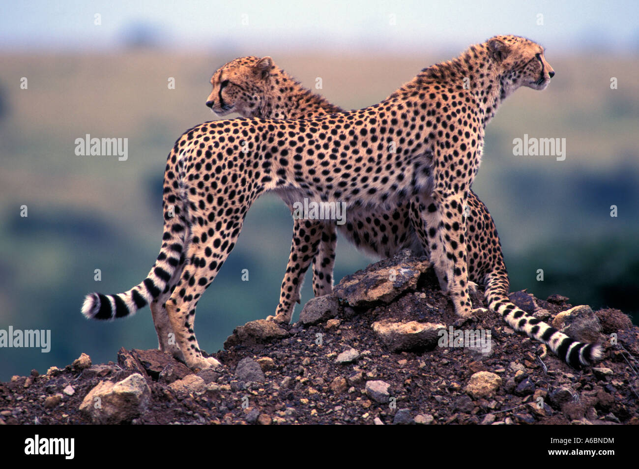Cheetah (Acinonyx jubatus Stock Photo - Alamy