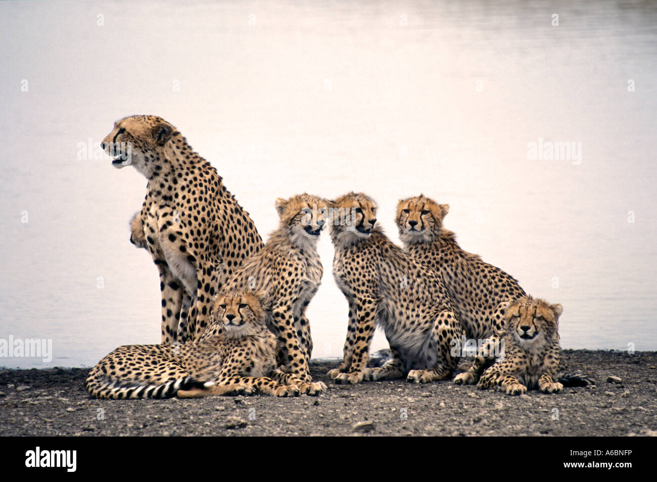 Cheetah (Acinonyx jubatus Stock Photo - Alamy