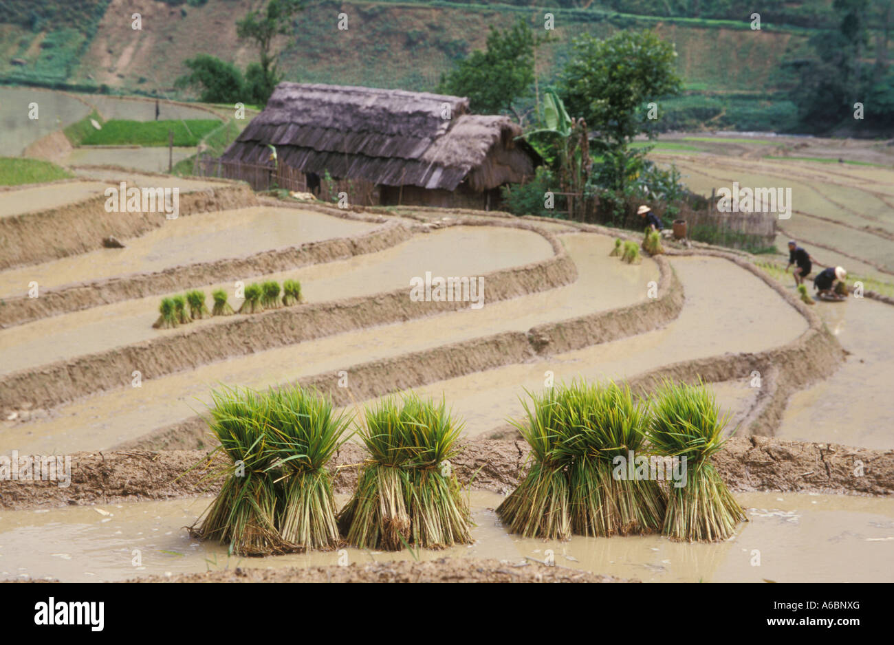 Rice plants in a terraced paddy field Lao Cai Province Vietnam Stock ...