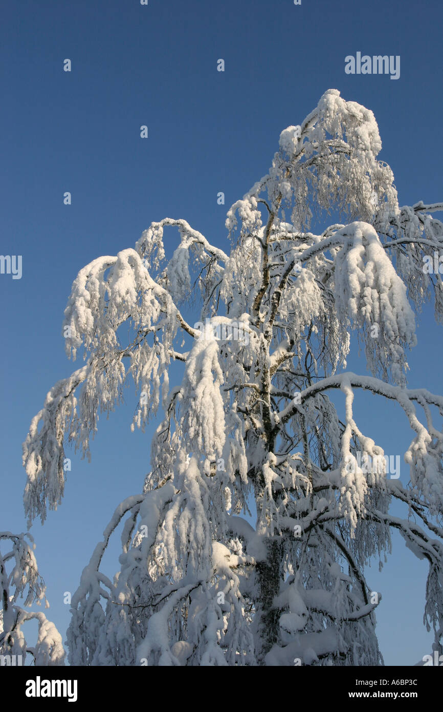 Bending treetops hi-res stock photography and images - Alamy