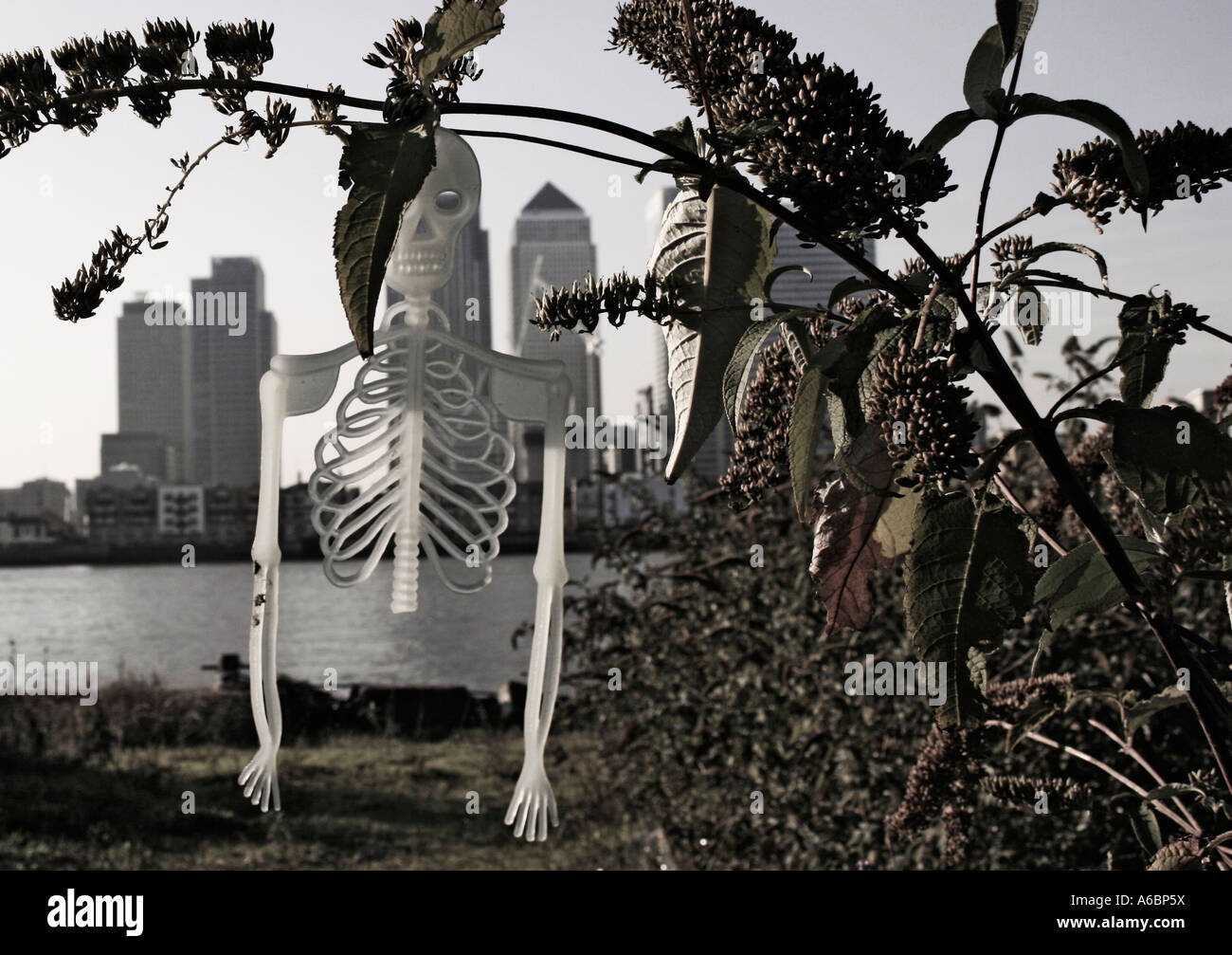 MR BONES. A plastic skeleton left dangling ominously from a bush, near ...