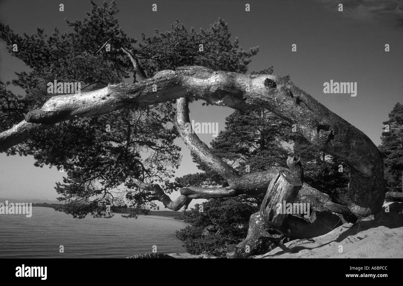 Unusual bowed pine tree in dunes of Koionsaary island in the Ladoga ...