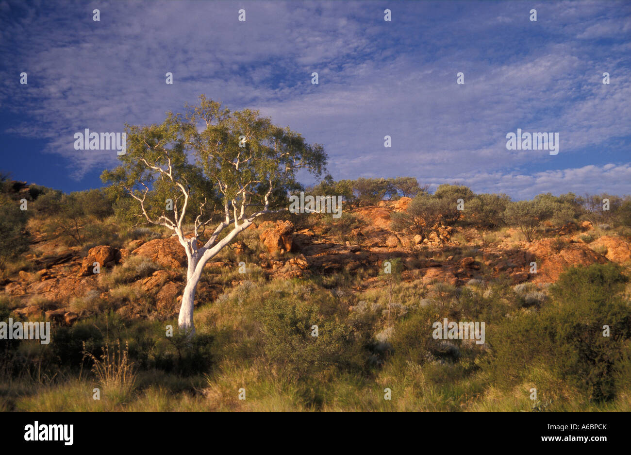White gum tree alice springs hi-res stock photography and images - Alamy