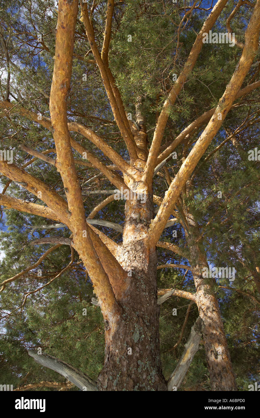 Upright pine needles hi-res stock photography and images - Alamy