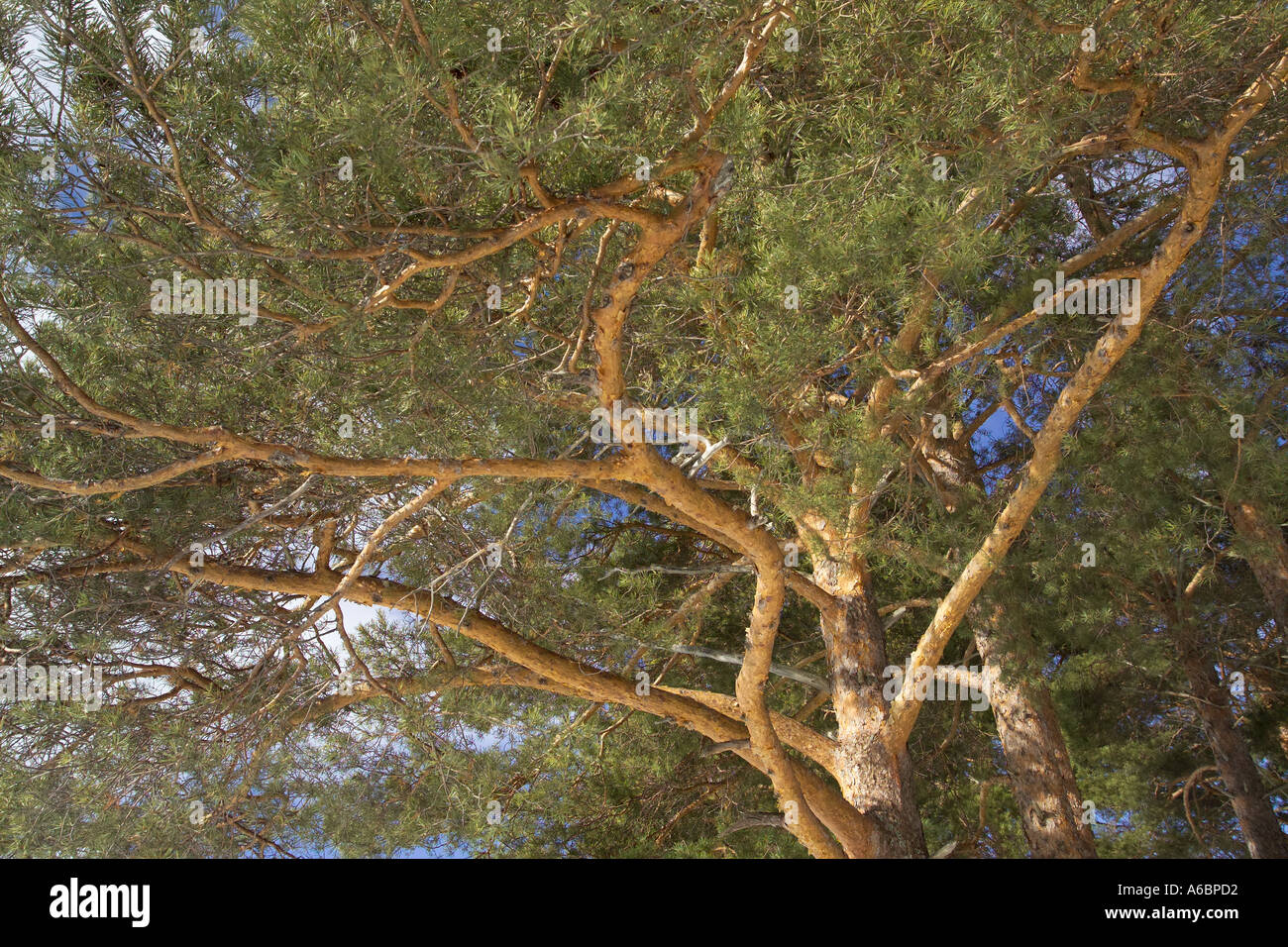 Upright pine needles hi-res stock photography and images - Alamy