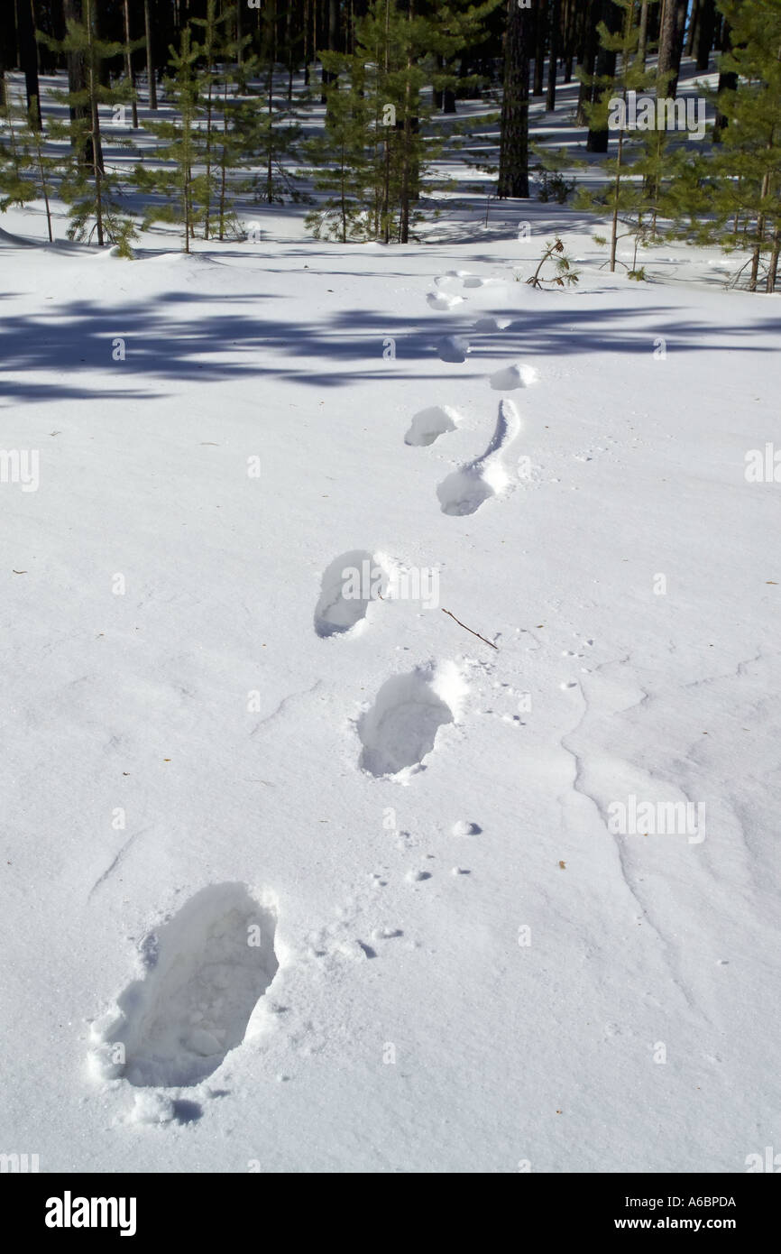 One foot of snow hi-res stock photography and images - Alamy