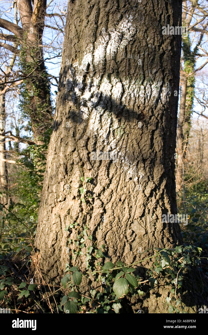 DIRECTIONS. White arrow painted onto an oak tree in Claybury Nature ...