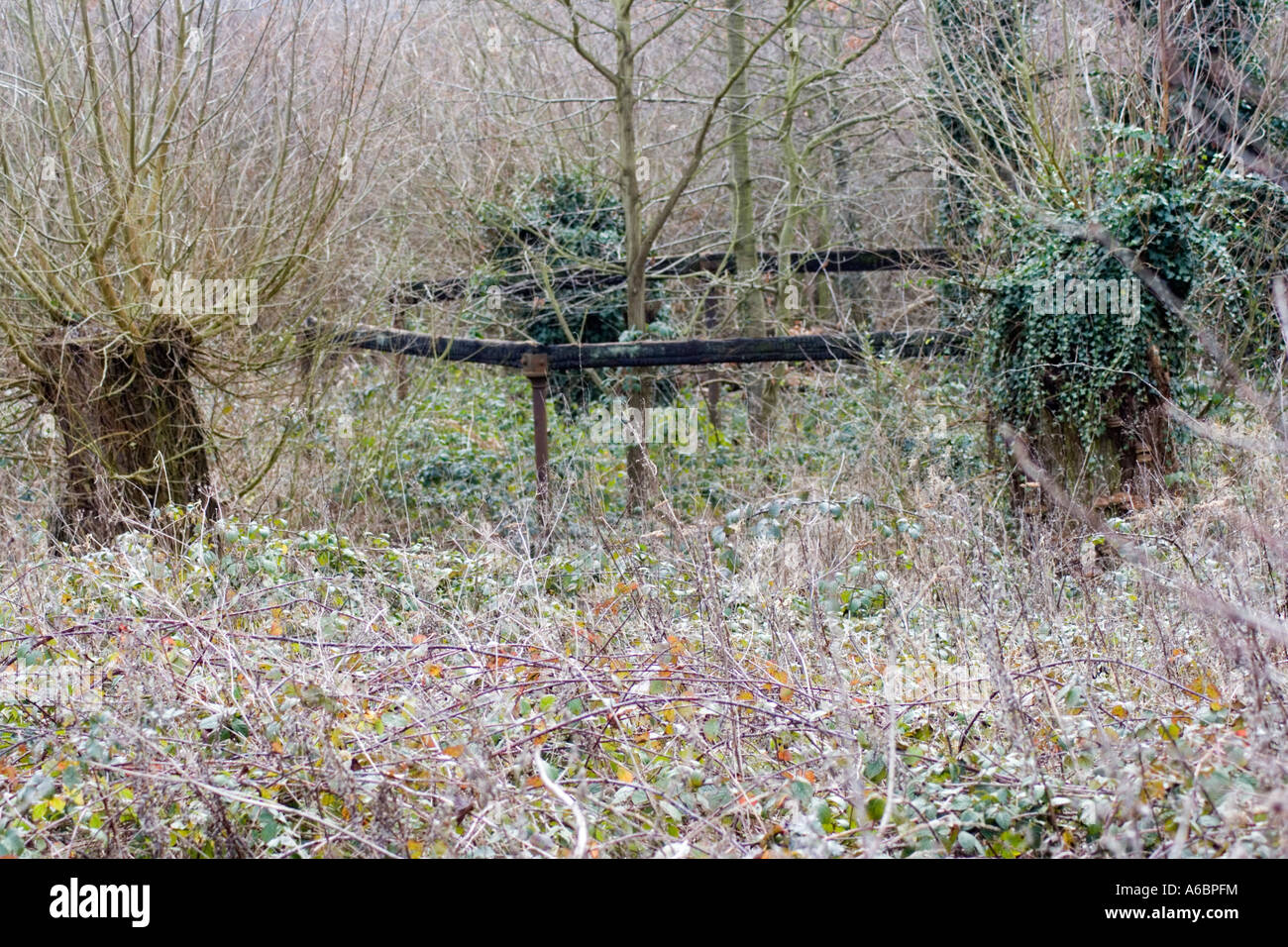 NATURE RECLAIMS the old Edwardian summerhouse, hidden among the trees ...