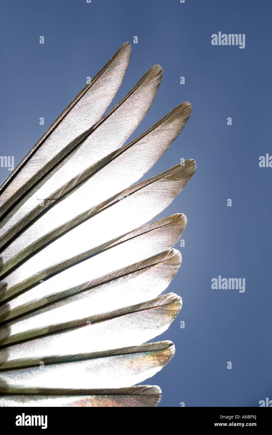 Songbird bird hi-res stock photography and images - Alamy