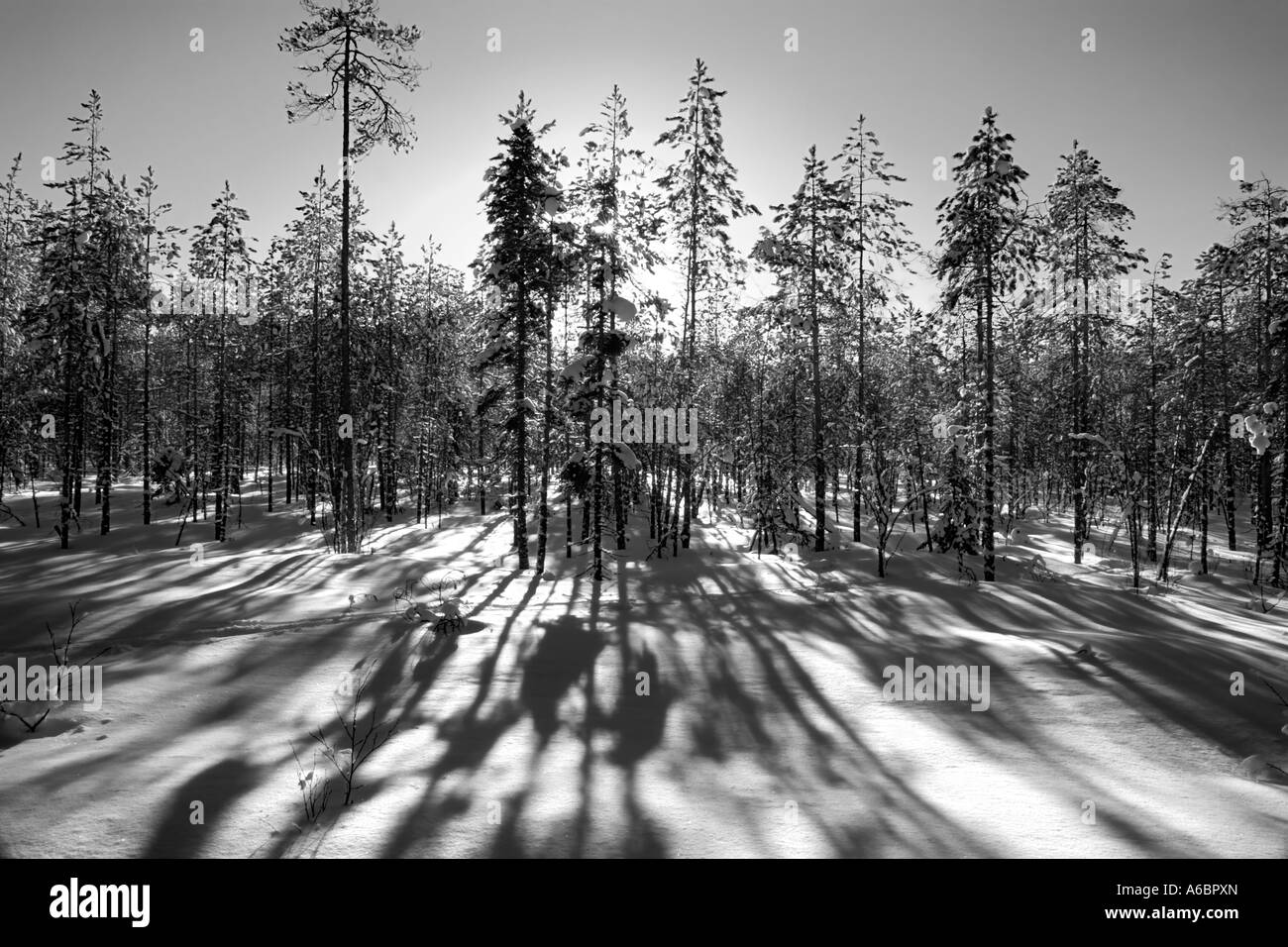 Pine trees in a forest casting long shadows on the ground covered with ...