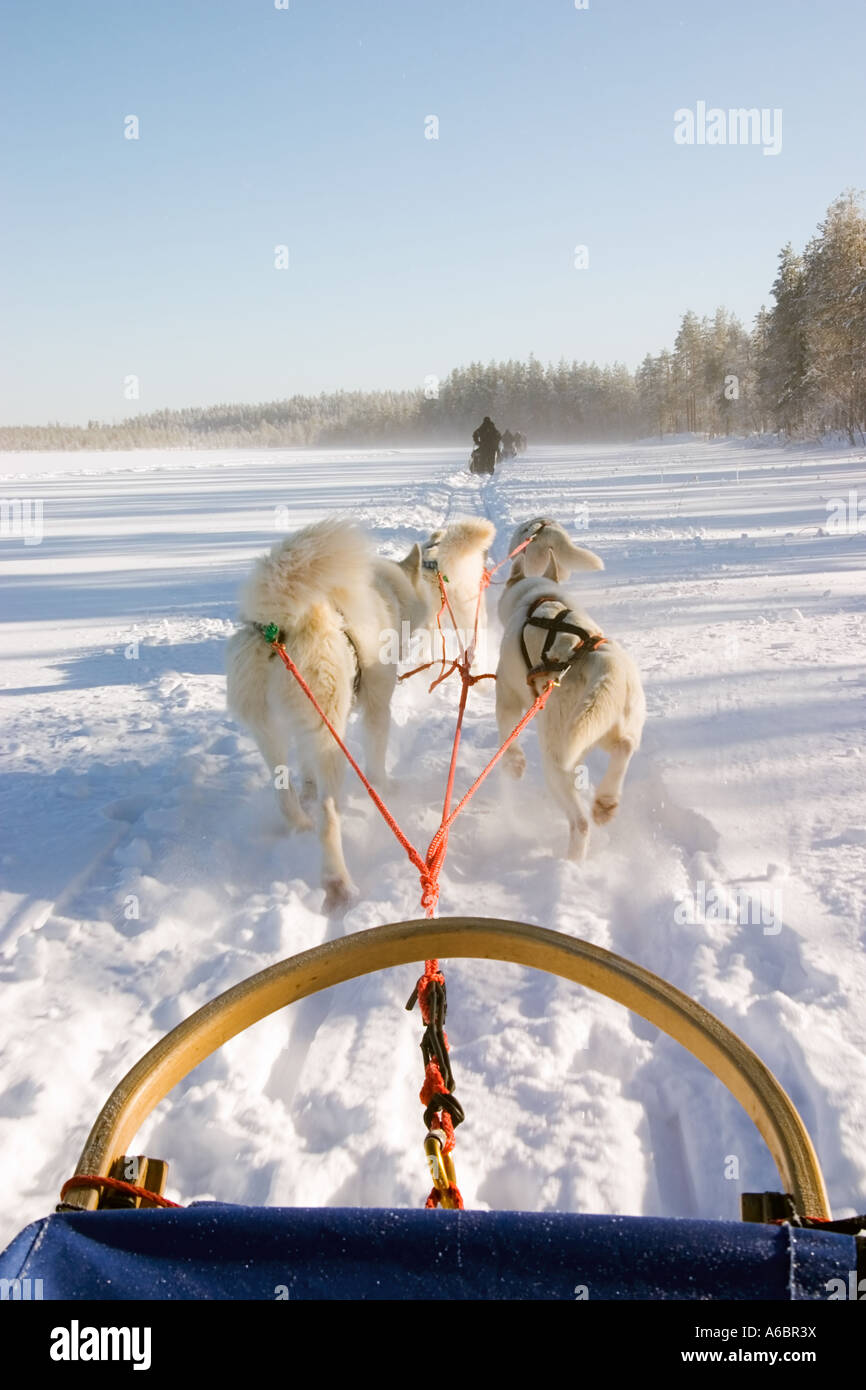 Dogsled team pulling a sled through Arctic Finland Stock Photo - Alamy