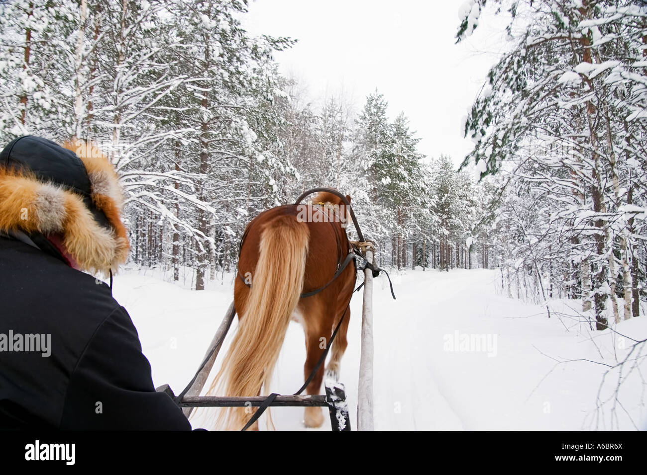 Horse snow sled wood hi-res stock photography and images - Alamy