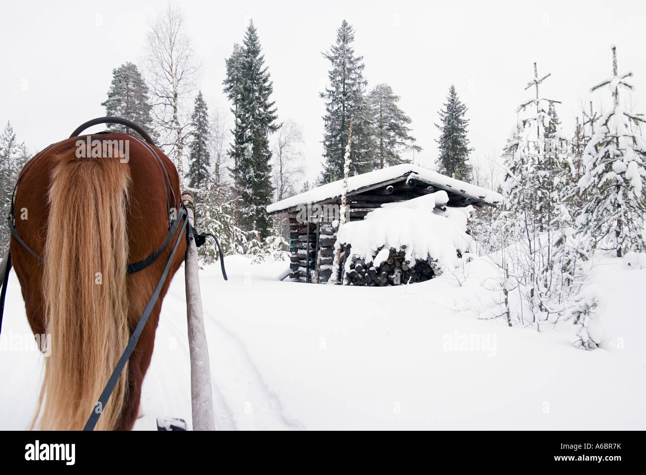 Horse sled hi-res stock photography and images - Alamy