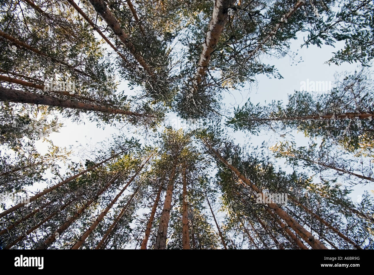 Looking up through the branches of tall pine trees to a clear blue sky ...