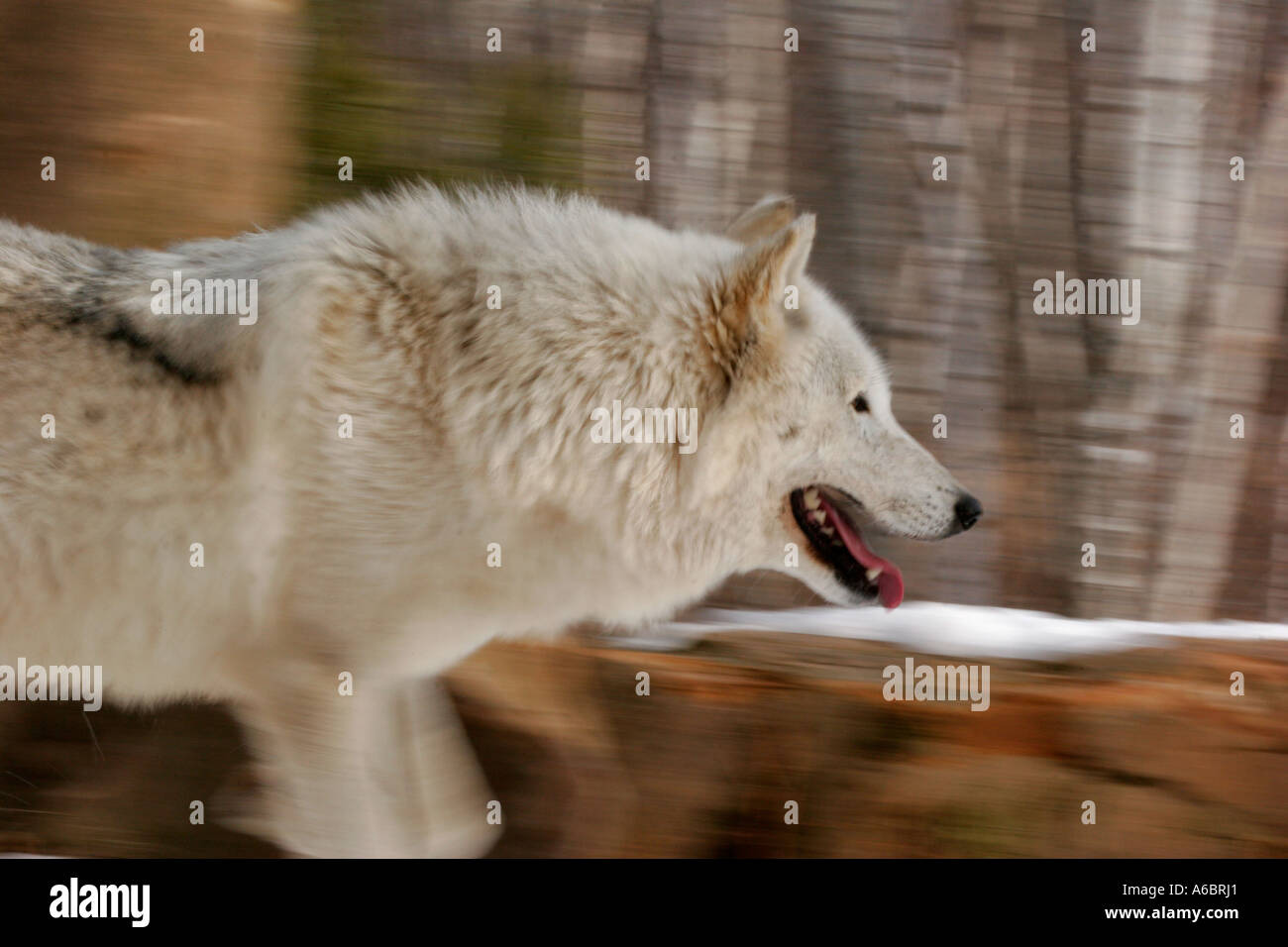 White Timber Wolf running through the forest In Northern Minnesota ...